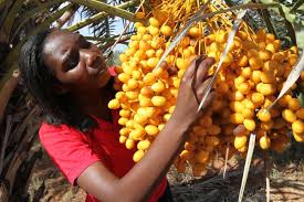 Uganda: The Tropical Fruit Basket Of Africa - Olatorera For Greater Nigeria